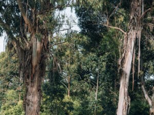 Yallingup Chocolate & Cafe – Handcrafted Chocolate Treats